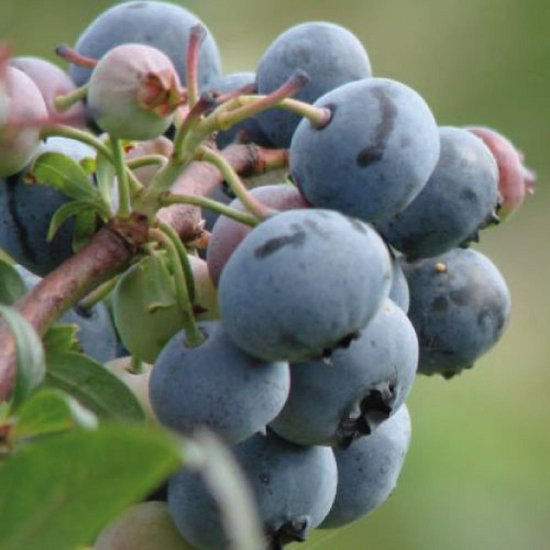 Blauwe bessen plant - 4 stuks | bol