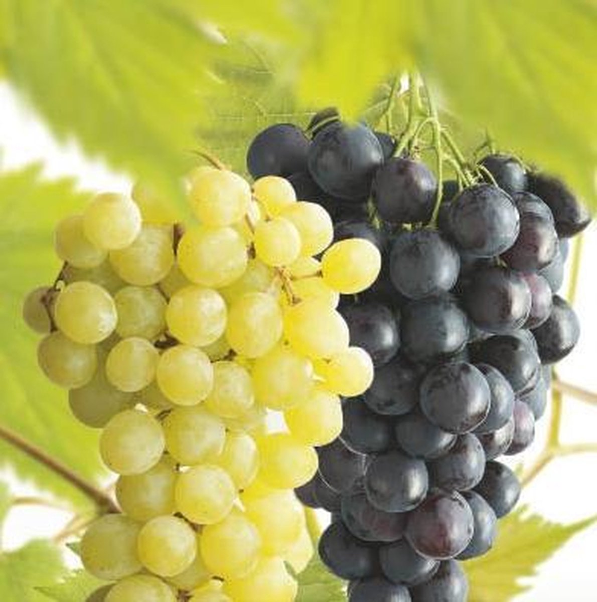 Vitis vinifera Duo druif | bol.com