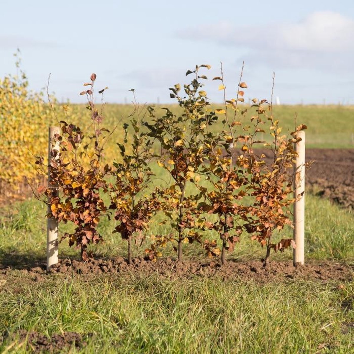Haie verte - ' Fagus sylvatica' (50 pièces) 80-100 cm de hauteur totale ...
