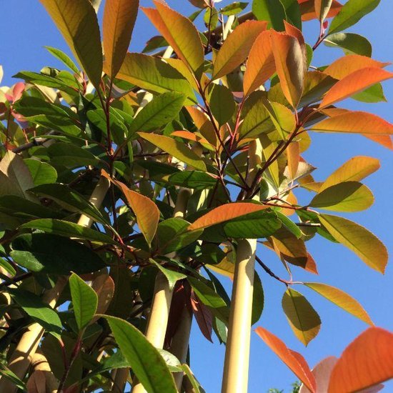 Glansmispel als leiboom - ‘Photinia fraseri 'Red Robin’ 150 cm stamhoogte (4 - 8 cm... | bol.com