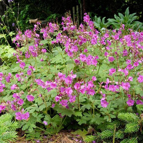 bol.com | 6 x Geranium Macrorrhizum 'Bevan's Variety' - Ooievaarsbek ...