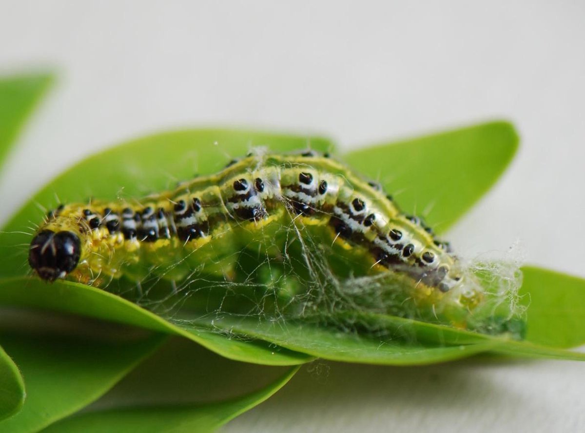 Stopt en voorkomt schade door de Buxus rups - Buxus mot | bol.com