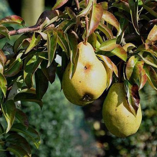 Pyrus Communis 'Charneux' - Poirier 'Charneux' - Arbre Demi tige ...