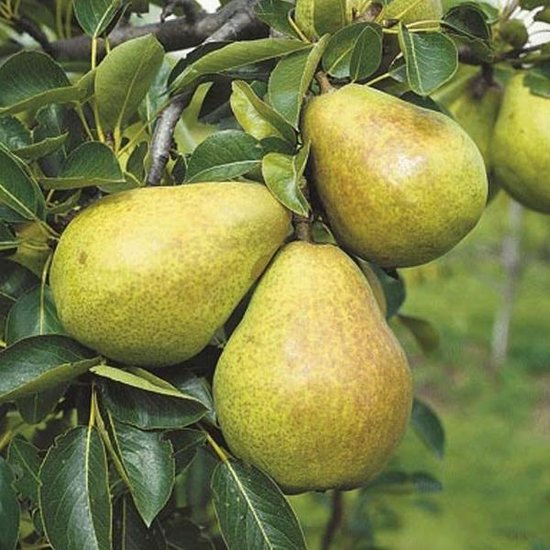 PYRUS COMMUNIS 'WILLIAMS' BON CHRETIEN' - Peer Boom hoogstam blote ...