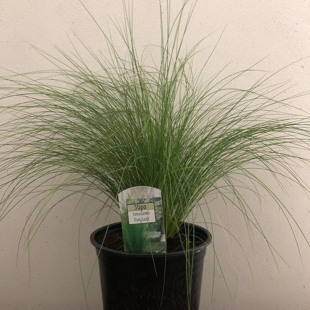 6x Stipa tenuissima Ponytails XL - Vedergras in 2.5 literpot | bol.com