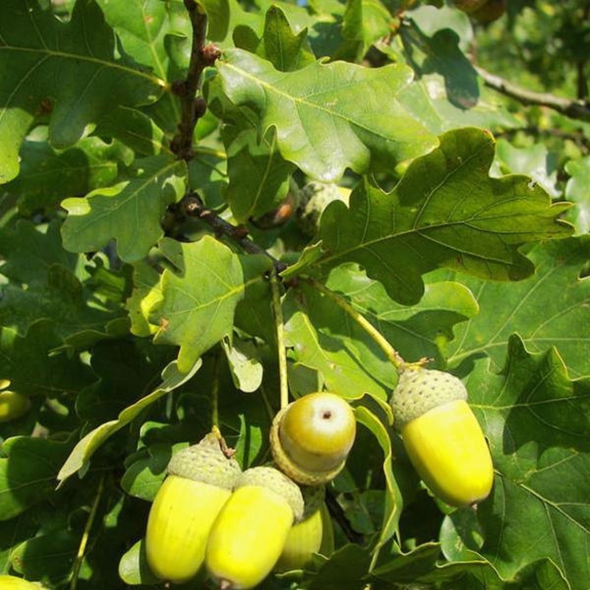 QUERCUS ROBUR - Zomereik - 200-250 cm blote wortel | bol.com