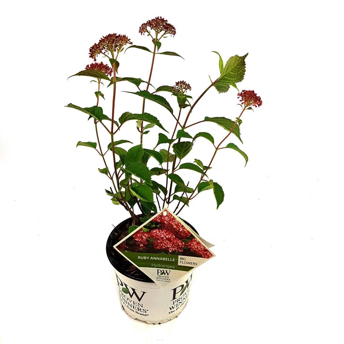 4x Hydrangea arborescens 'Ruby Annabelle' - Hortensia donkerroze ...