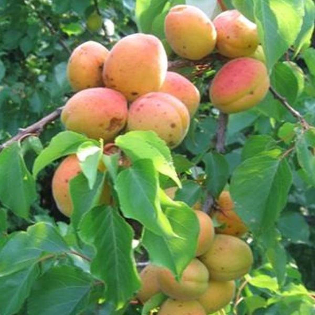 Abrikozen Prunus Armeniaca - Abrikoos Struik in pot | bol.com