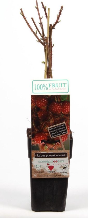 Japanse wijnbes – rubus phoenicolasius P15 - Fruitstruik | bol