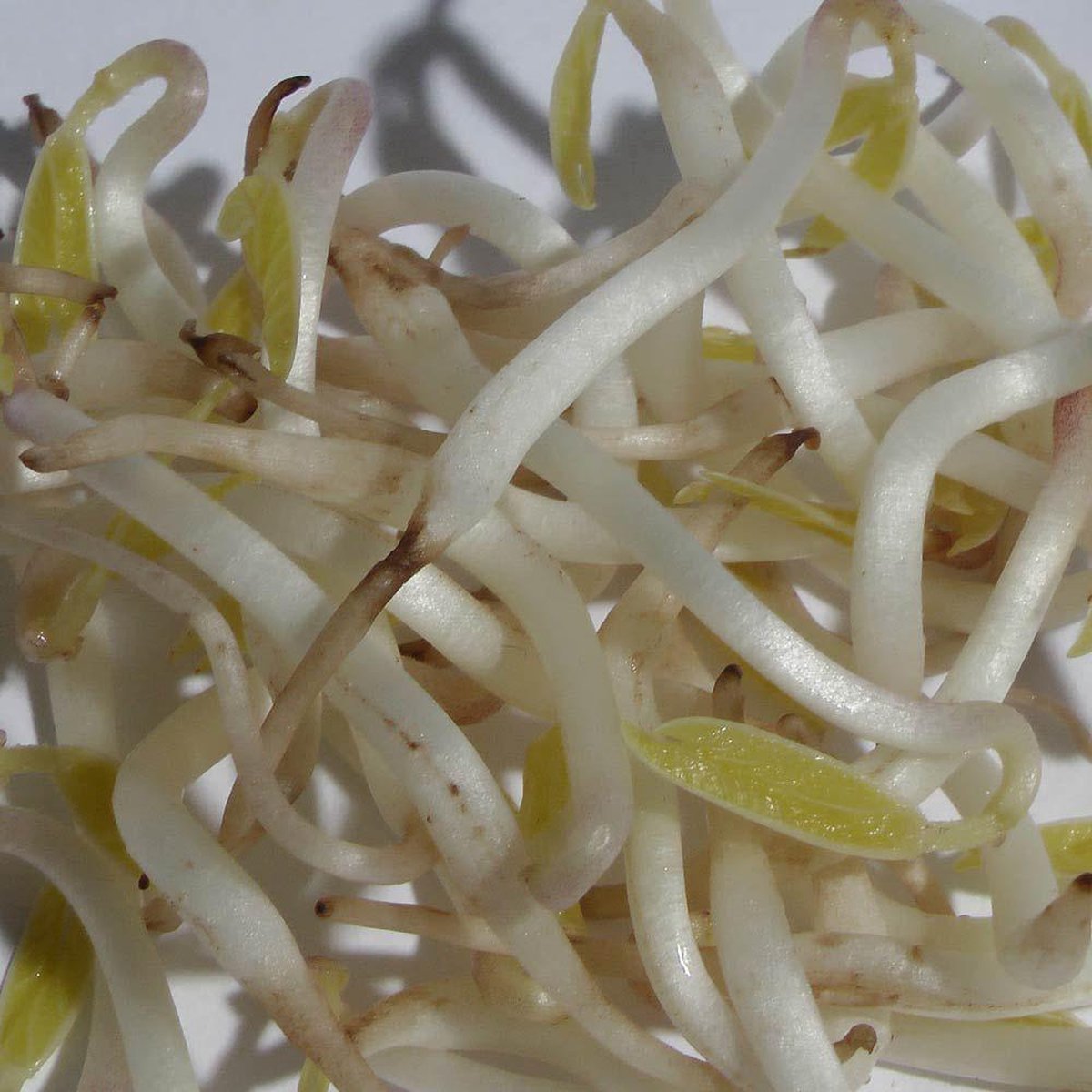 Taugé kiemzaden biologisch (Phaseolus radiata) 100 g | bol.com