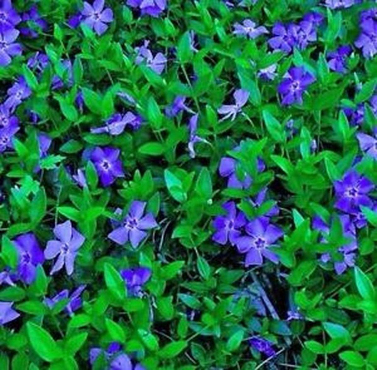 24x Vinca Minor - Maagdenpalm in p9 (0,5 liter) pot | bol