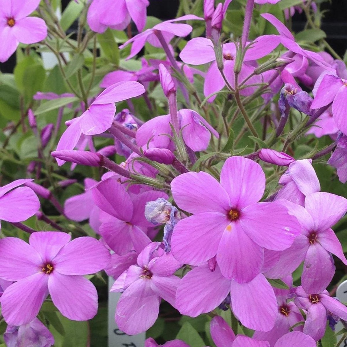 6 x Phlox Stolonifera 'Pink Ridge' - Vlambloem pot 9x9cm | bol.com