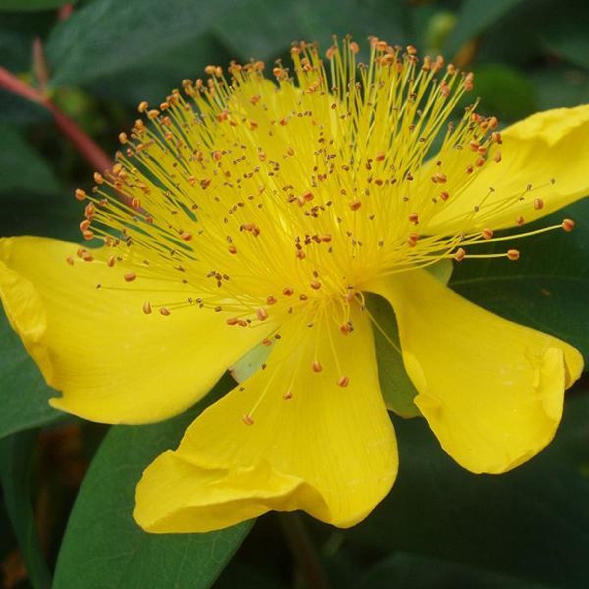 6 x Hypericum Calycinum - Hertshooi pot 9 x 9 cm | bol