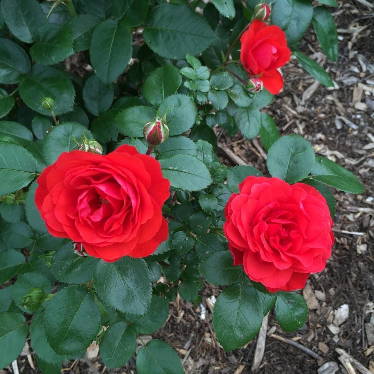 Rosa - Struikroos Chica - blote wortel | bol.com