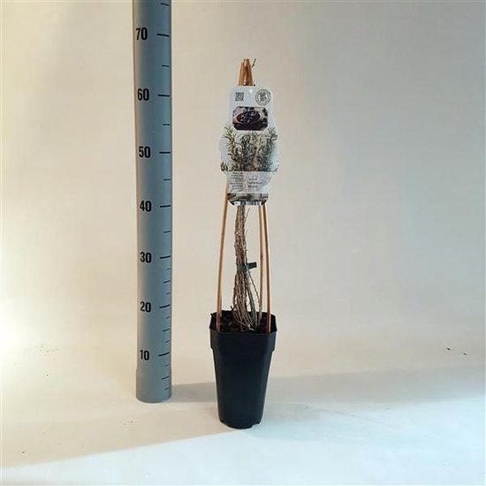 Zwarte Goji Bes - Lycium Ruthenicum Murray | bol.com