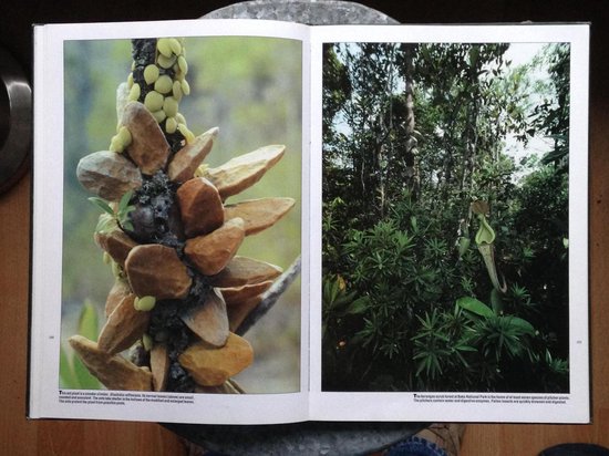 Borneo Alive Insight Topic, Paul Chai | 9789624211849 | Boeken | bol.com