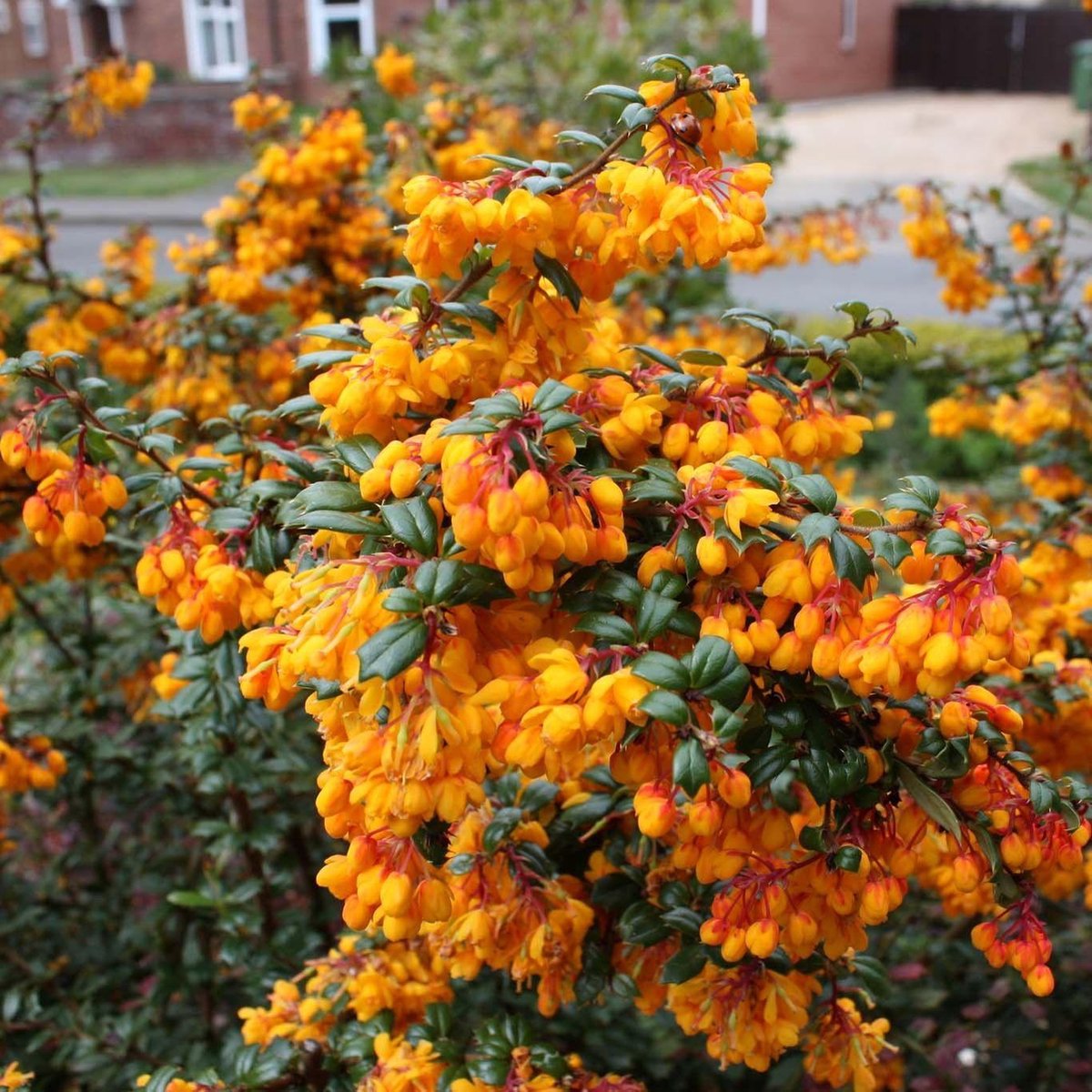Berberis Linearifolia 'Orange King' - Zuurbes 30-40 cm pot | bol.com