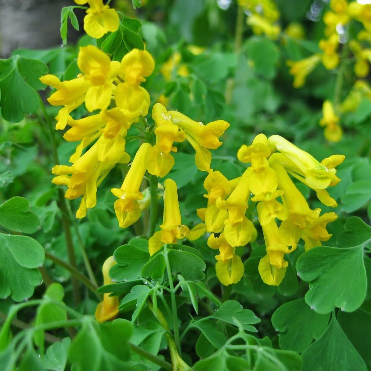 6 x Corydalis Lutea - Gele Helmbloem pot 9x9cm | bol.com