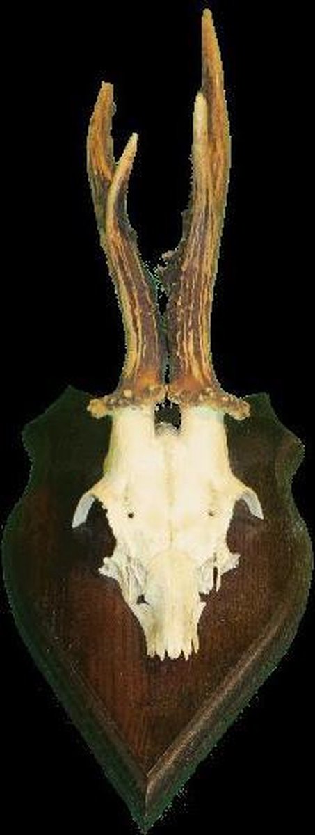 Schedel decoratie ree, gewei op schild, schedel van ree | bol.com