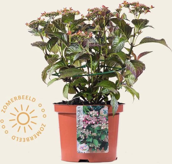 Hydrangea macrophylla 'Selina' | bol