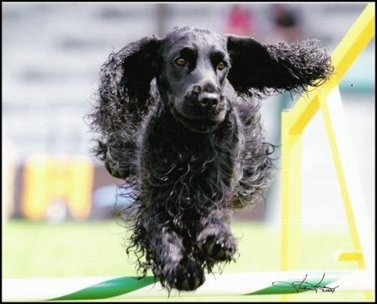 Book 1 - The Adventures of Daniel the Spaniel (ebook), Bolton Williams ...