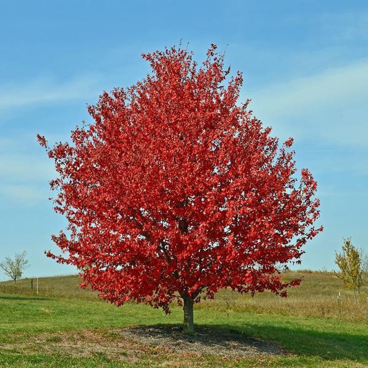 Acer Rubrum - Esdoorn - Stamomtrek 6-8 cm Blote Wortel | bol.com