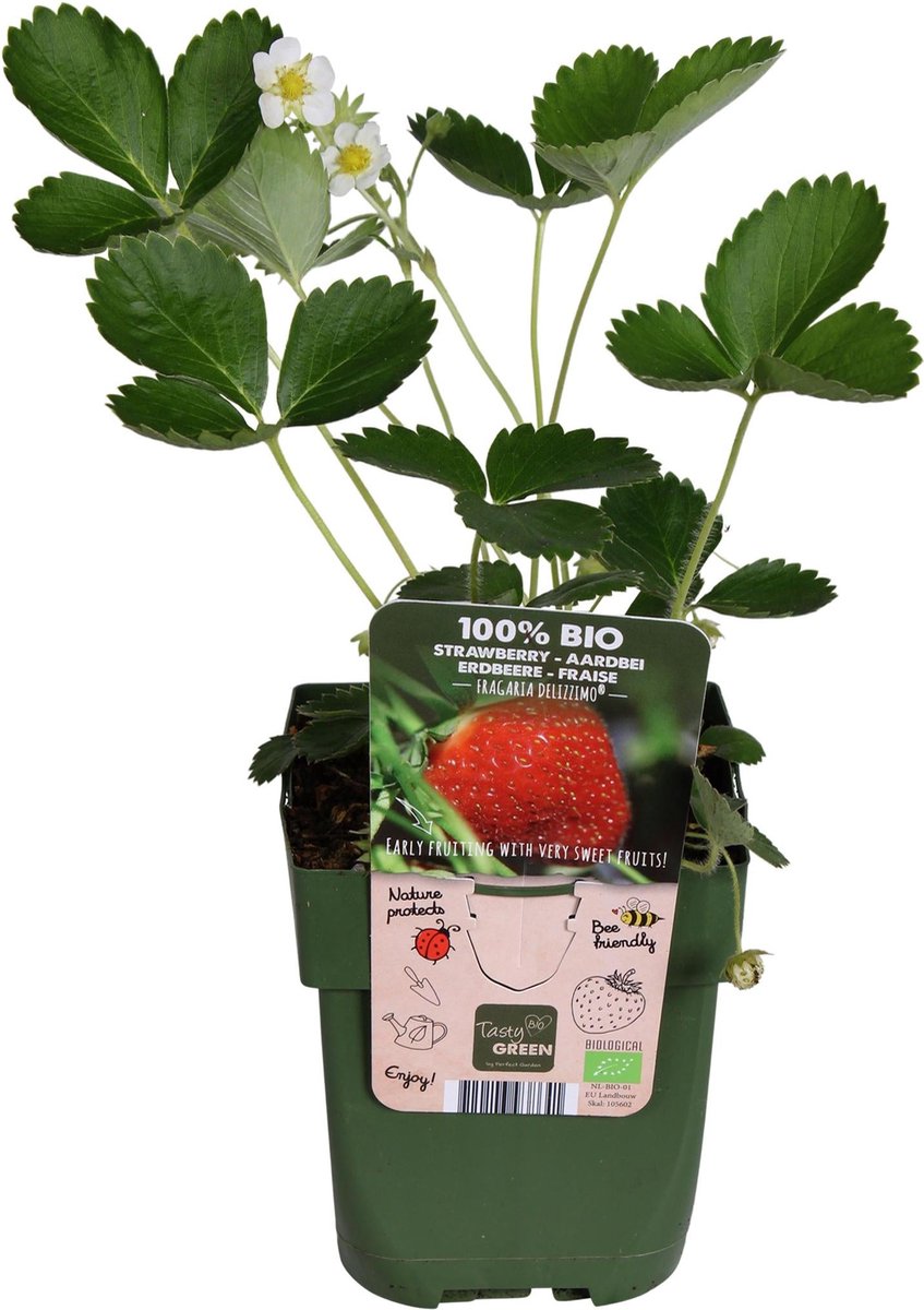 Fruitplant Aardbeien - Fragaria Ananassa Delizzimo hoogte 45cm potmaat ...