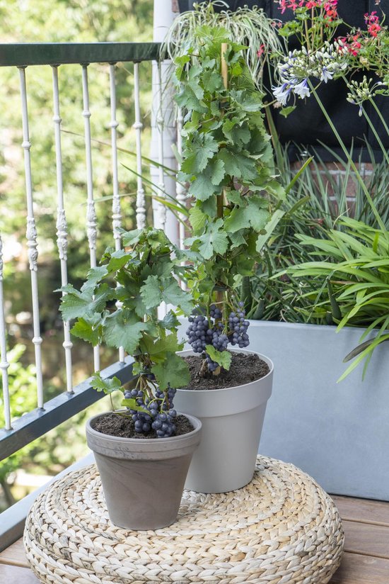Hello Plants Vitis Pixie Pinot Noir Blauwe Druiven - Druivenplant - Ø ...