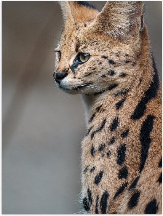 Poster (Mat) - Opzijkijkende Serval Katachtige - 75x100 cm Foto op ...