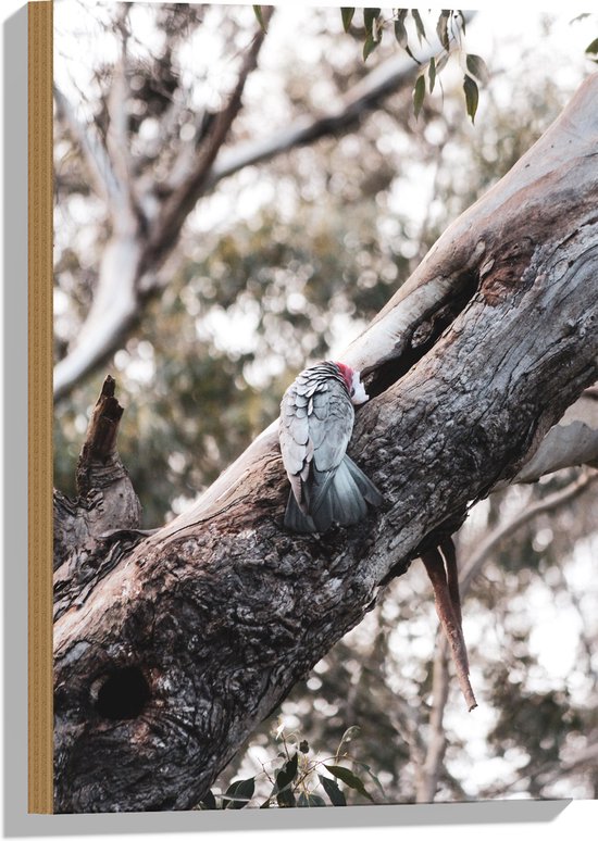 Hout - Parkiet Kijkend in Holle Boomstam - 40x60 cm - 9 mm dik - Foto op Hout (Met... | bol.com