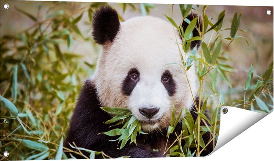 Gards Tuinposter Panda Eet Planten - 100x50 cm - Tuindoek ...