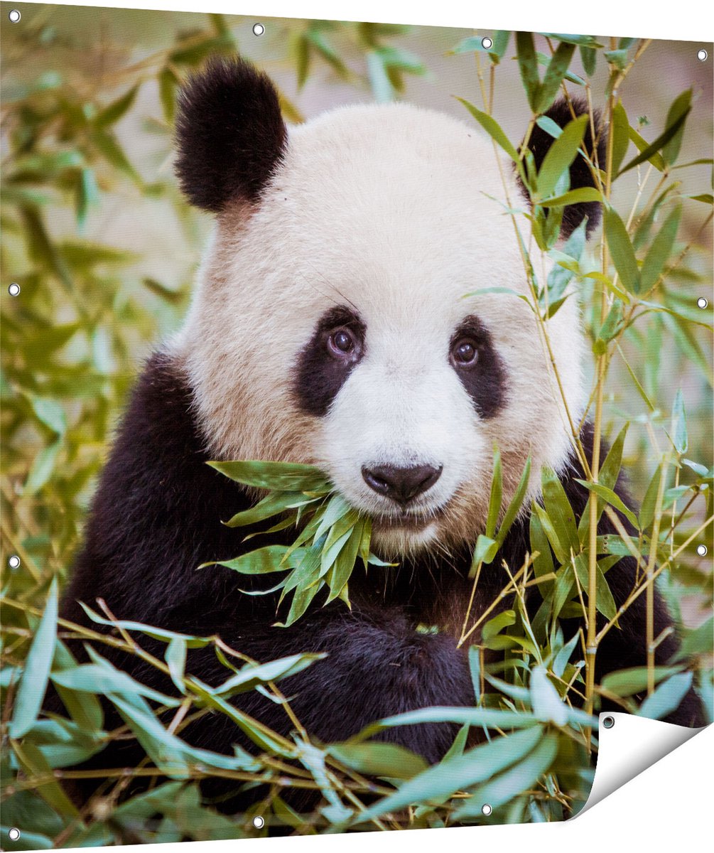 Gards Tuinposter Panda Eet Planten - 120x120 cm - Tuindoek ...