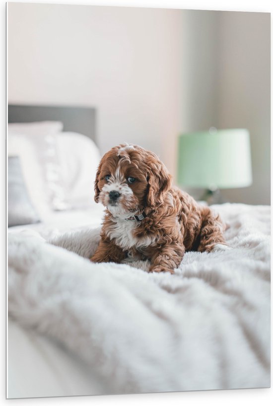 PVC Schuimplaat - Onschuldig Kijkende Cavapoo Puppy op Deken op Bed - 80x120 cm Foto... | bol