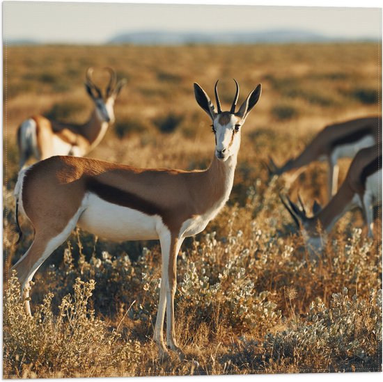 Vlag - Groep Springbokken in Droog Graslandschap in de Zon - 50x50 cm ...