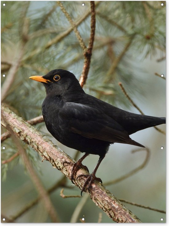 Décoration murale extérieur Vogel - Merle - Branches - Animaux ...