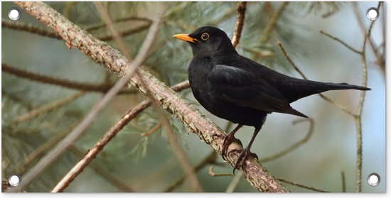Affiche de jardin Vogel - Merle - Branches - Animaux - 60x30 cm | bol.com