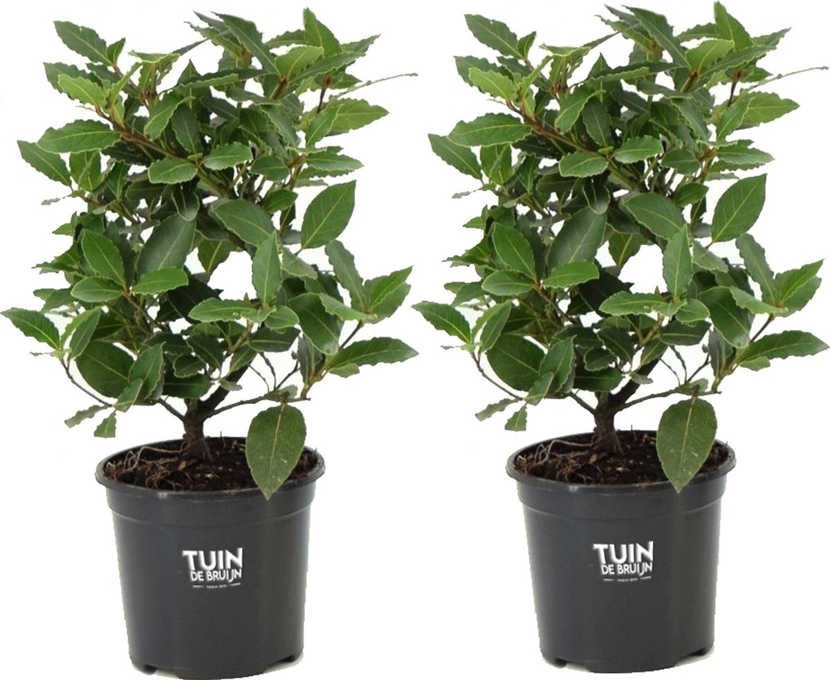 Tuin de Bruijn® Laurier struik - eetbaar - Laurus nobilis - 2 planten ...