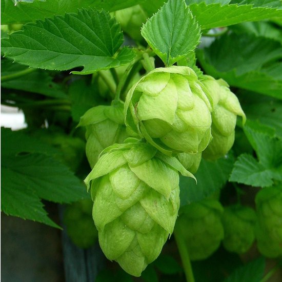 Hop - Humulus lupulus 'Nordbrau' 50-60 cm | bol