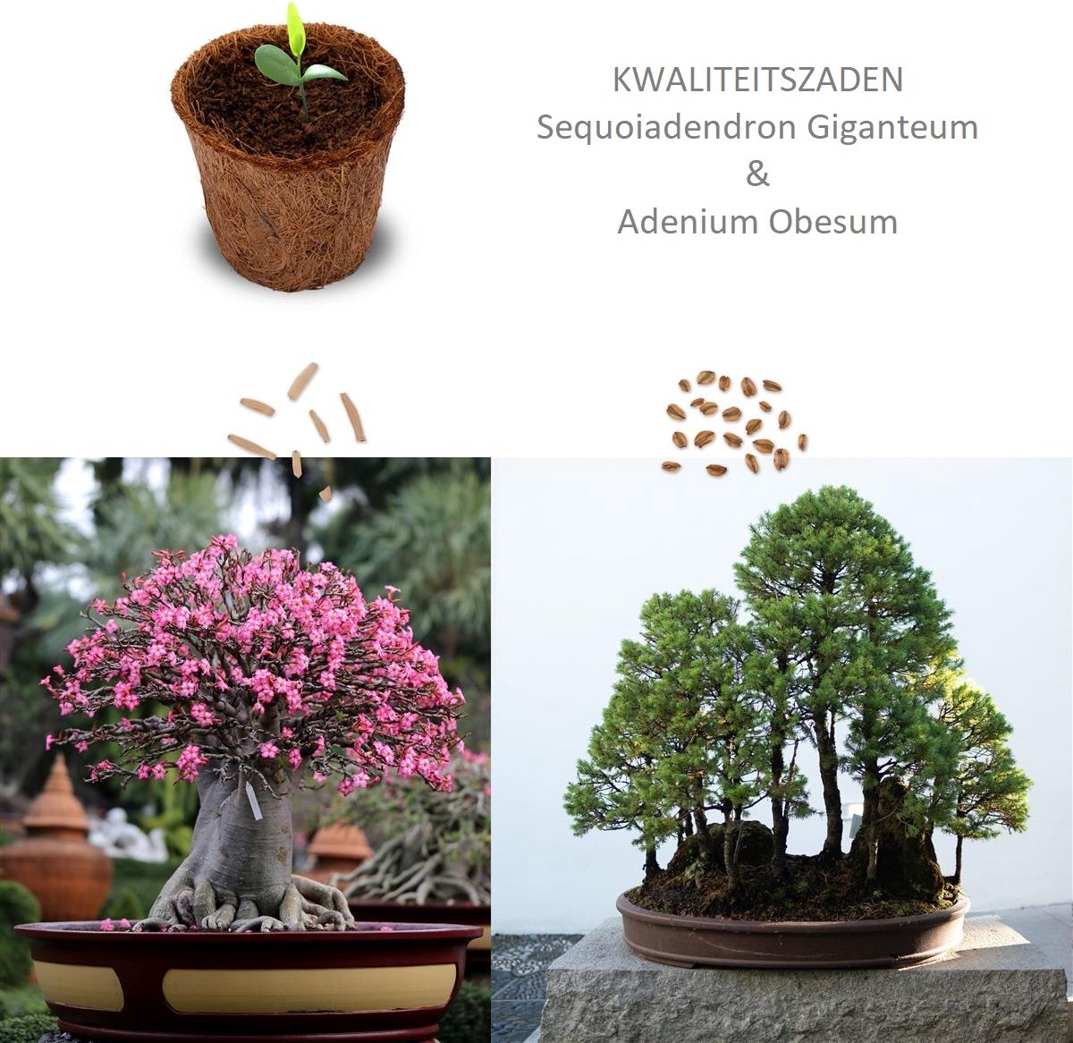 Happy Seed bonsai starter kit Berg Mammoetboom en Woestijnroos ...