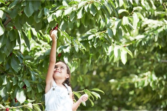 Hero Cherry Zero - 6 x 1,25 liter - Voordeelverpakking | bol