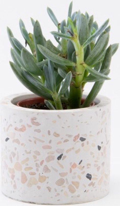 Terrazzo bloempotjes - wit - 6 stuks - leuke bloempotjes - als ...
