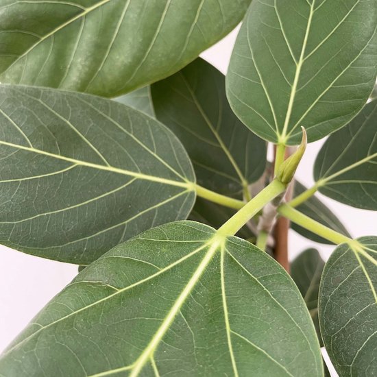 Ficus Benghalensis Audrey vertakt - 190cm | bol.com