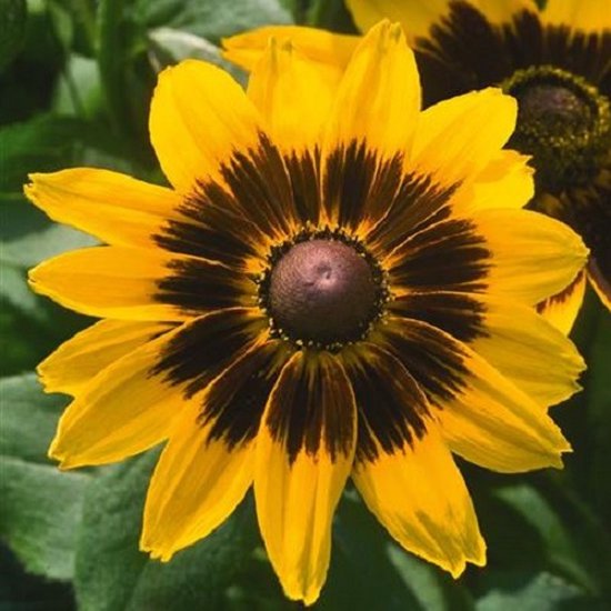 Rudbeckia hirta Denver Daisy | bol