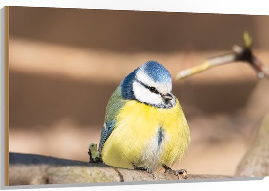 Hout - Bol Pimpelmeesje Zittend op Tak - 120x80 cm - 9 mm dik - Foto op ...