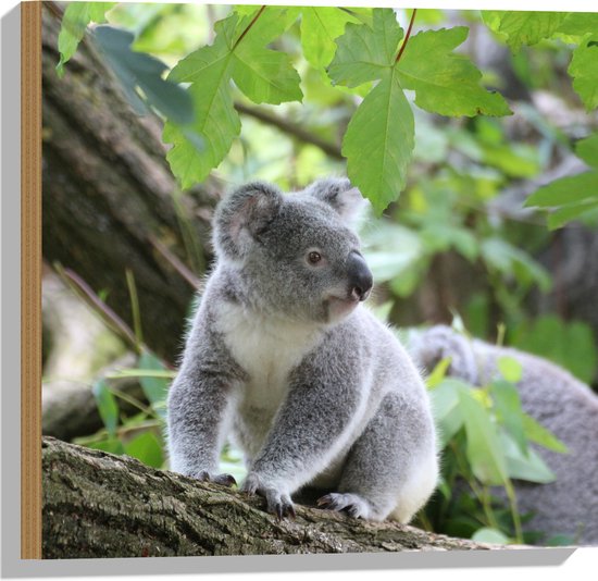 Hout - Groep Koala's Kruipend over Boomstammen - 50x50 cm - 9 mm dik ...