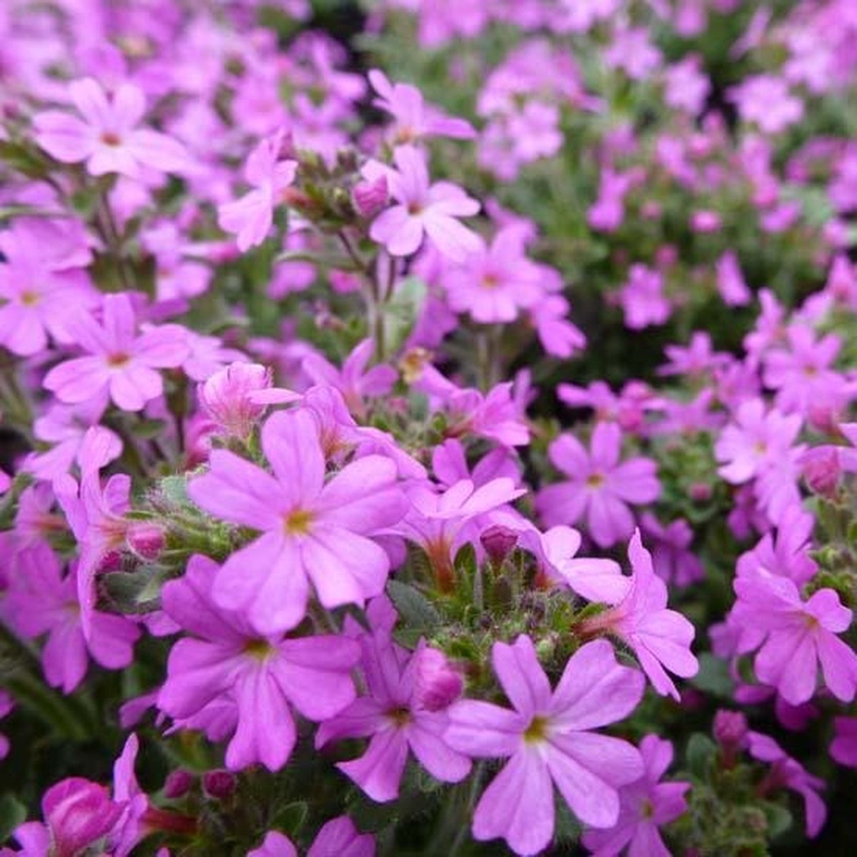 6x Lijmkruid - Silene schafta ‘Splendens’ - Pot 9x9cm | bol