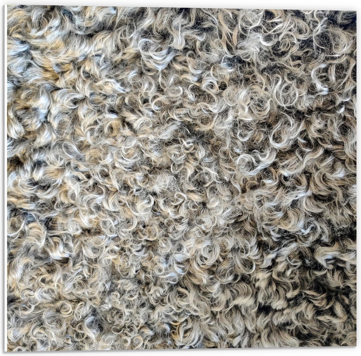 PVC Schuimplaat- Bruine Vacht van Dier met Krullen - 50x50 cm Foto op ...