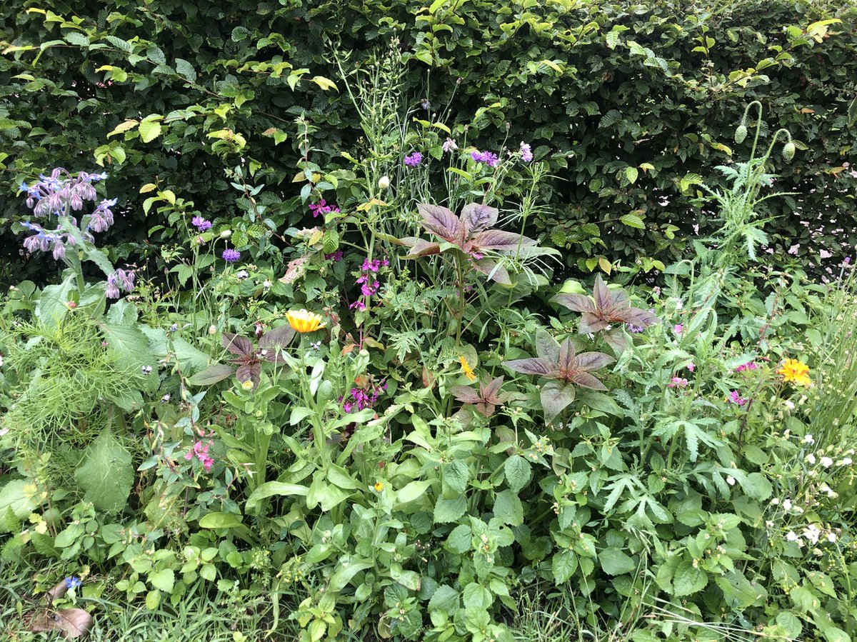 Shake and Rake Wild Flowers - graines - mélange de semis pour 35m2 de ...