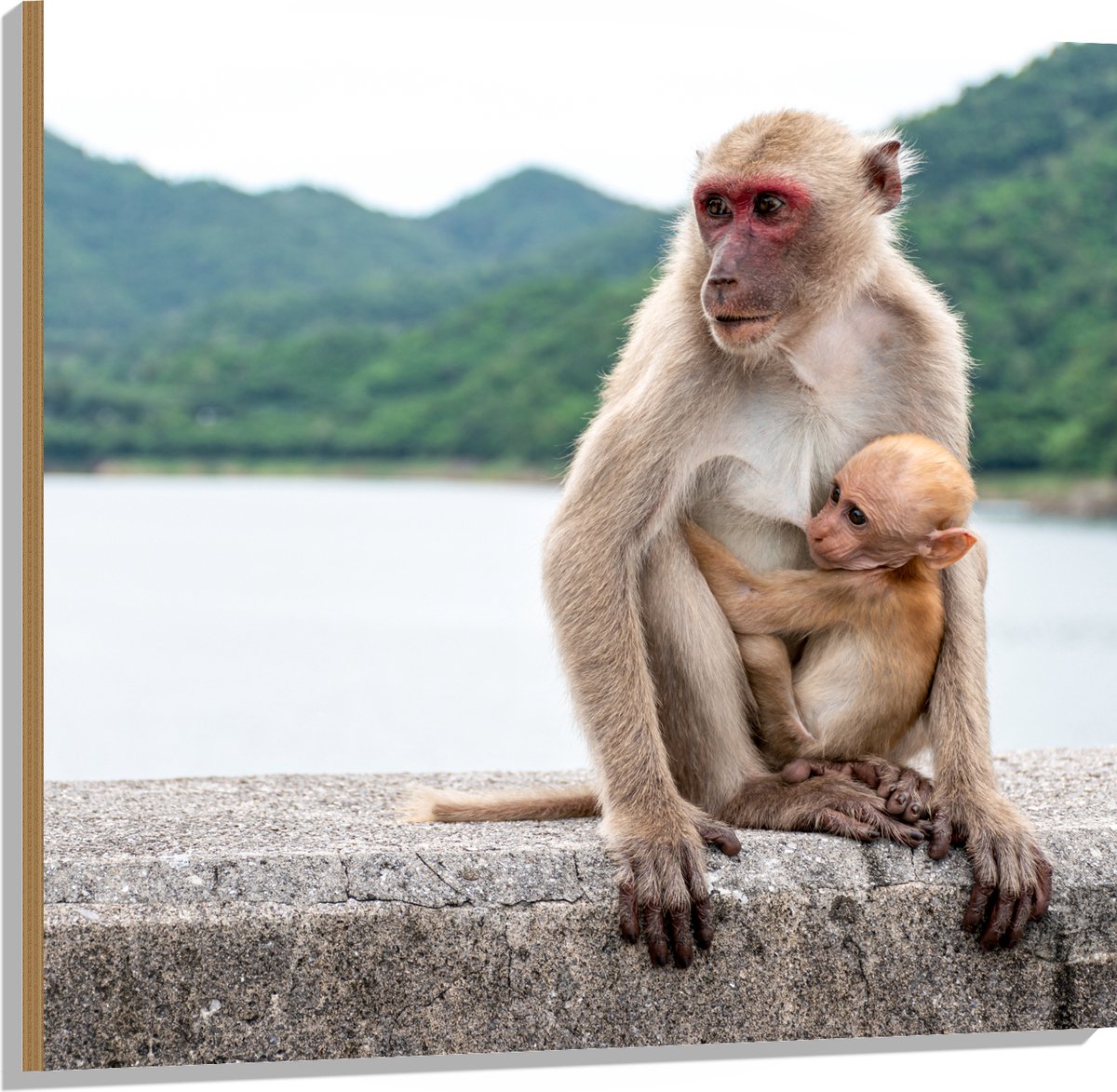 Hout - Baby Aap Hangend bij Moederaap op Stenen Rand - 100x100 cm - 9 ...