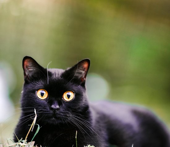 Inductieplaat Beschermer - Schattige Zwarte Poes - 60x52 cm - 2 mm Dik ...